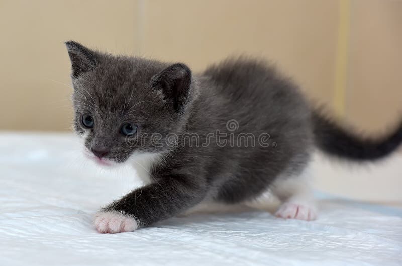 Gray and White Little Kitty Stock Photo - Image of soft, beautiful ...