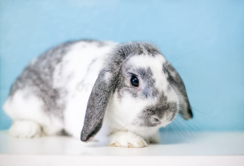 Cute Grey and White Bunny Rabbit Lying Down Stock Image - Image of ears ...