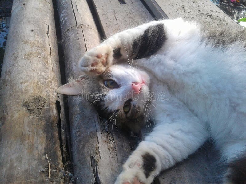 Gray White Male Cat Sleep on Its Back and Raise Left Hand Up Stock ...