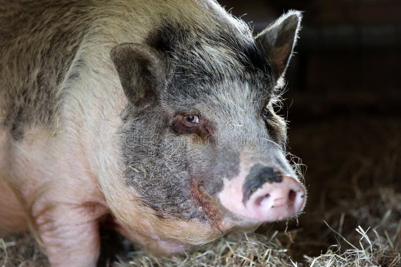 Gray and white pig stock image. Image of head, animal - 252523791