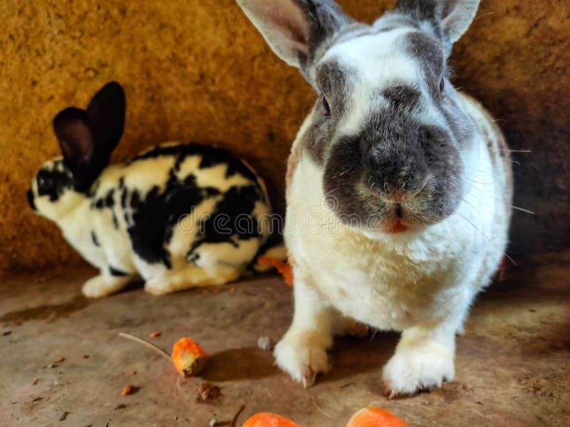 Gray White Rabbit Eating Carrots in the Cage Stock Image - Image of ...