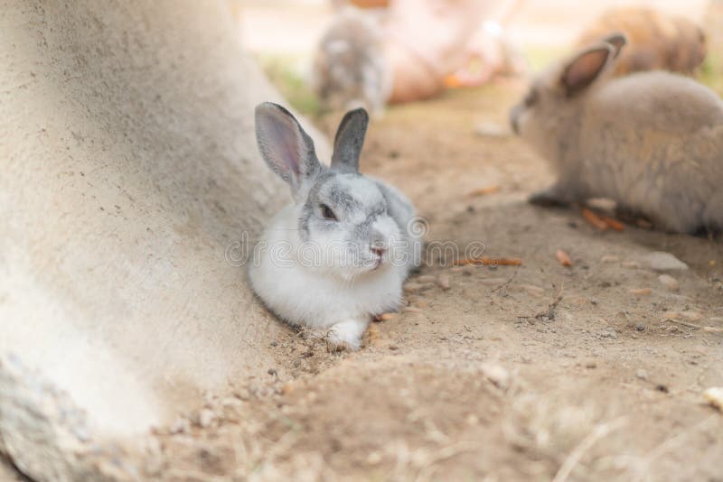 A Gray and White Rabbit Laying Down on the Ground and Leaning on the ...