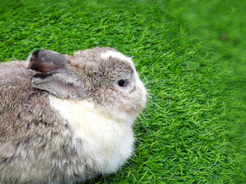 Gray and white rabbit stock photo. Image of fluff, creature - 95953980