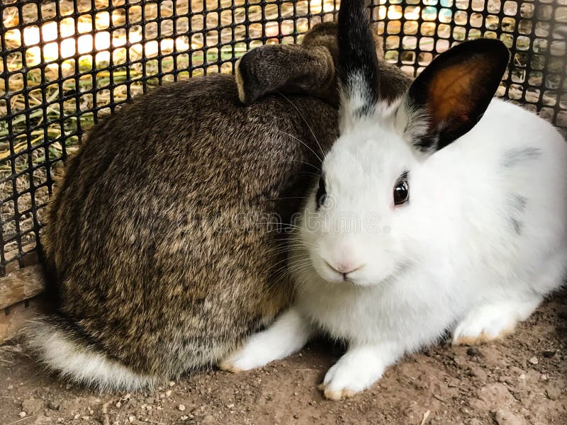 Gray and White Rabbits in the Rabbit Barn Stock Photo - Image of family ...