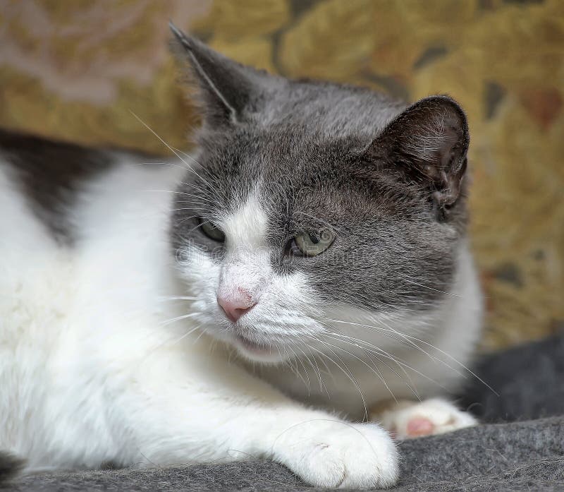 Gray with white sad cat stock image. Image of look, beautiful - 135401893