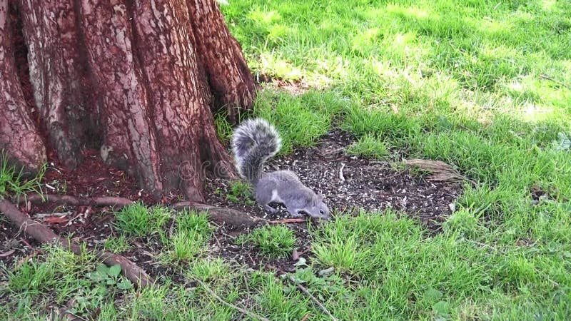 Gray Squirrel Feeding at Base of Tree Stock Video - Video of oregon ...