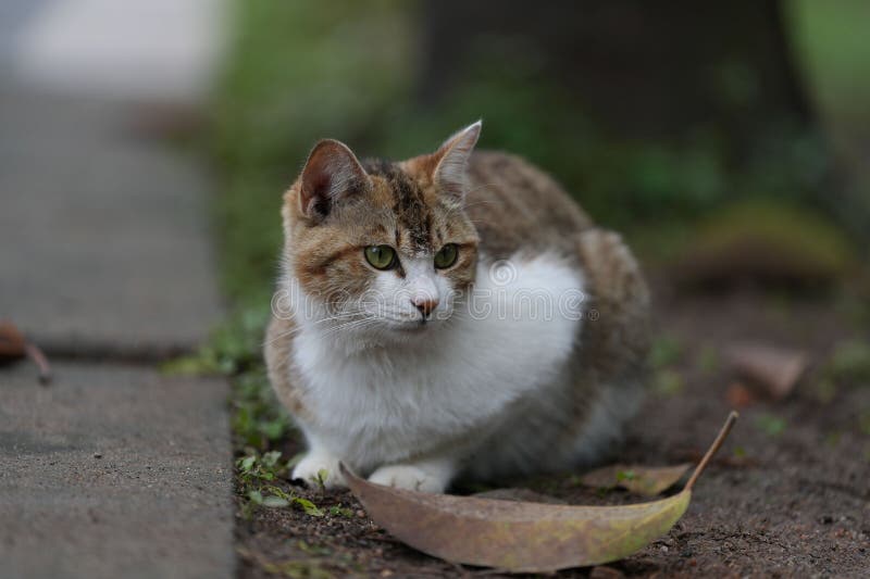 Of a Gray and White Tabby Cat Perched on a Sidewalk Surrounded by Tree ...