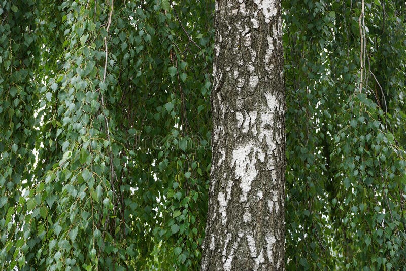 Gray Birch Tree stock photo. Image of trunk, abstract - 37691798