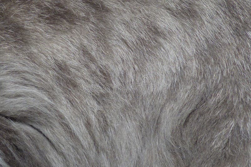 Gray and White Wavy Fur Texture Stock Photo - Image of animal, winter ...