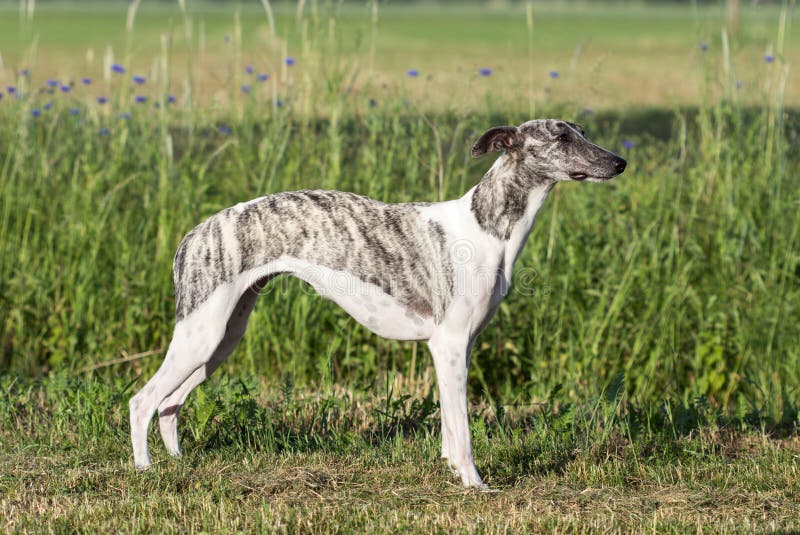 Gray-white whippet stock image. Image of light, nature - 94525883