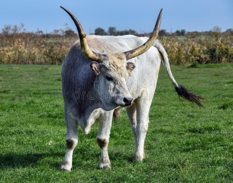 Gray Wild Cattle on the Meadow in Hortobagy Stock Image - Image of cute ...