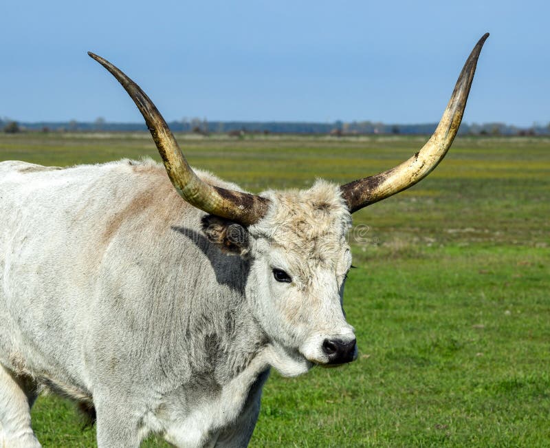 Gray Wild Cattle on the Meadow in Hortobagy Stock Image - Image of ...