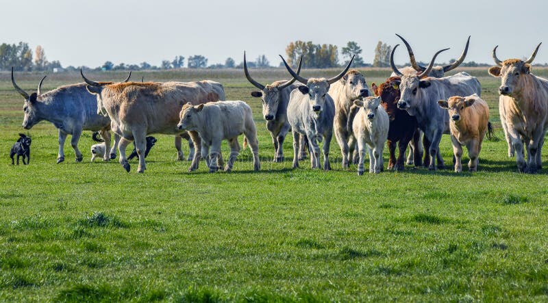 Gray Wild Cattles on the Meadow in Hortobagy Stock Photo - Image of ...
