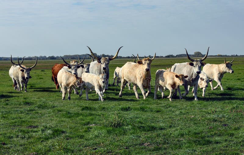 Gray Wild Cattles on the Meadow in Hortobagy Stock Image - Image of ...
