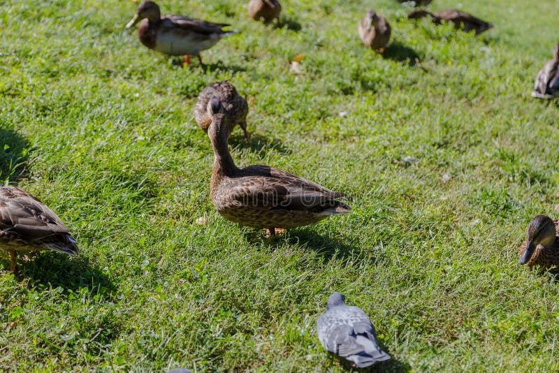 Gray Wild Ducks Walk on the Grass. Stock Image - Image of animal, face ...