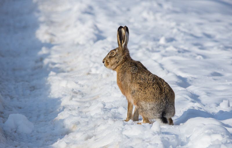 Gray Wild Rabbit Hare in His Natural Habitat, in a Cold Winter Day ...