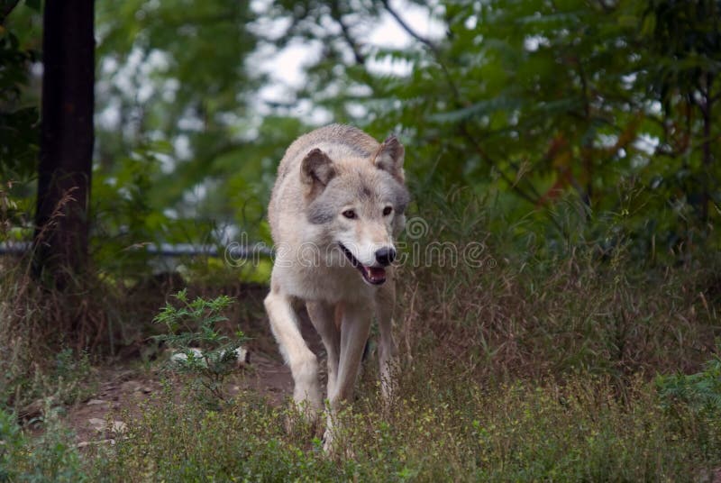 Gray Wolf stock photo. Image of wildlife, canis, wolf - 10420858
