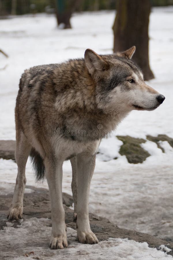 23,152 Gray Wolf Stock Photos - Free & Royalty-Free Stock Photos from ...