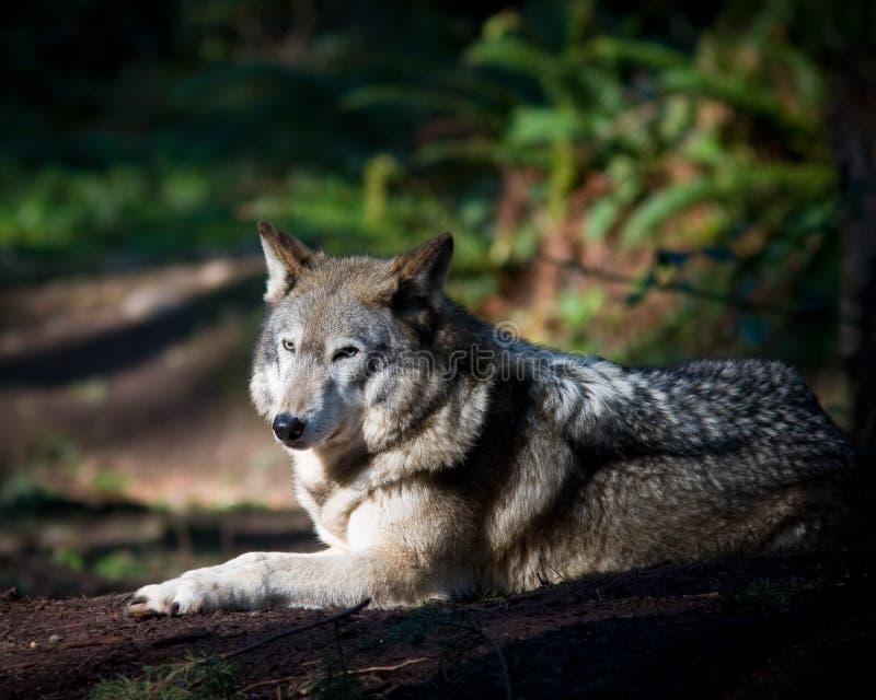 Gray wolf stock photo. Image of wildlife, wolf, canine - 13158378
