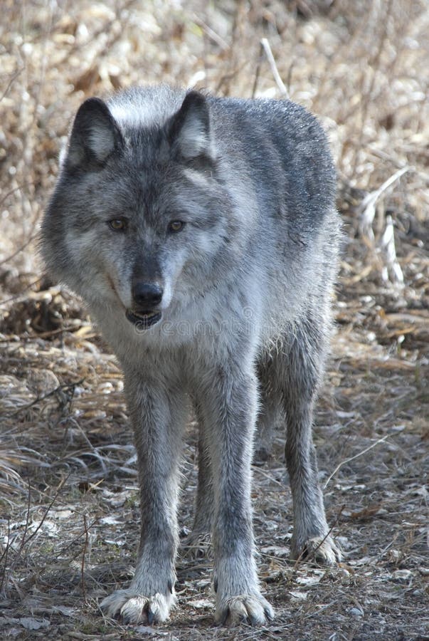 Gray wolf stock photo. Image of wildlife, wolves, jackal - 14032234