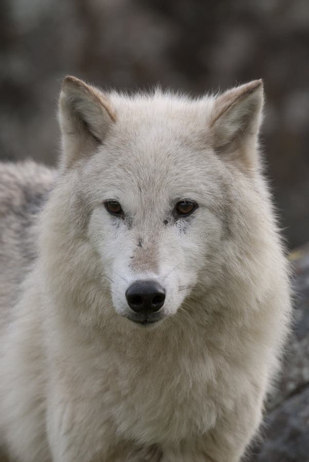 Gray Wolf stock image. Image of animals, captive, kathleen - 15596877