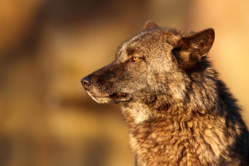 Gray wolf stock image. Image of grey, alone, canine, predator - 19646139