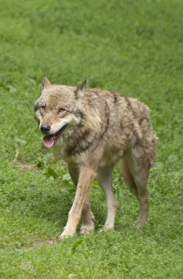 Gray Wolf stock image. Image of wildlife, undomesticated - 16422731