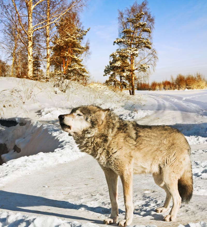 Gray Wolf or Eurasian Wolf, a Common Predator on the Territory of ...