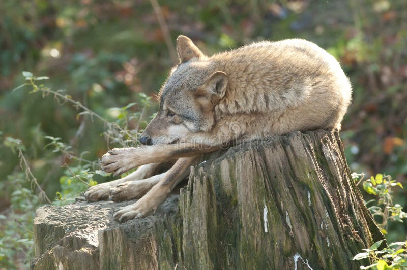 Gray Wolf stock image. Image of romania, wild, canis - 29055571