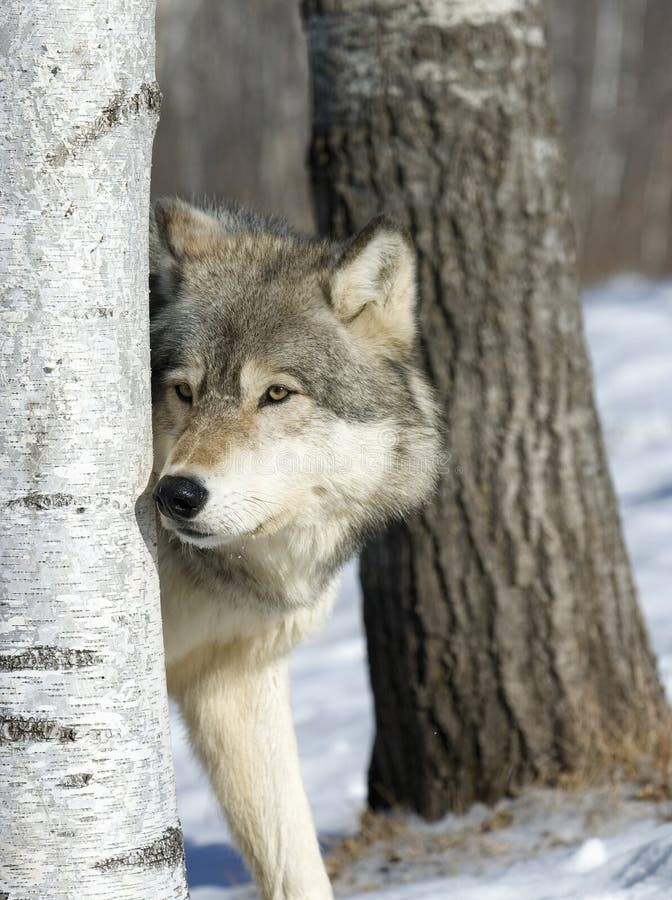Gray wolf stock image. Image of timber, wild, wolf, animal - 6351827
