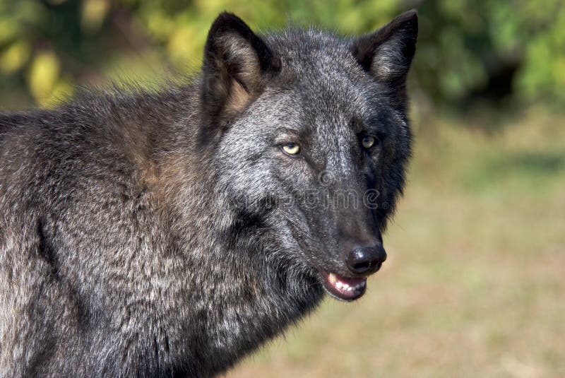 Black wolf stock image. Image of predator, grey, black - 18527029