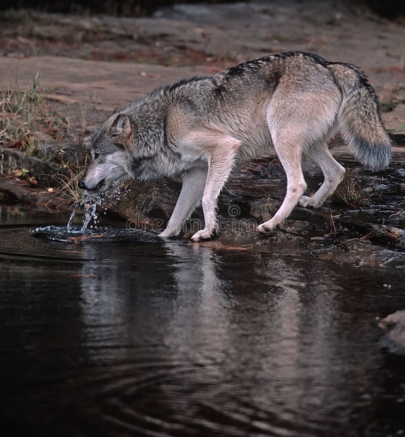 422 Wolf Drinking Stock Photos - Free & Royalty-Free Stock Photos from ...