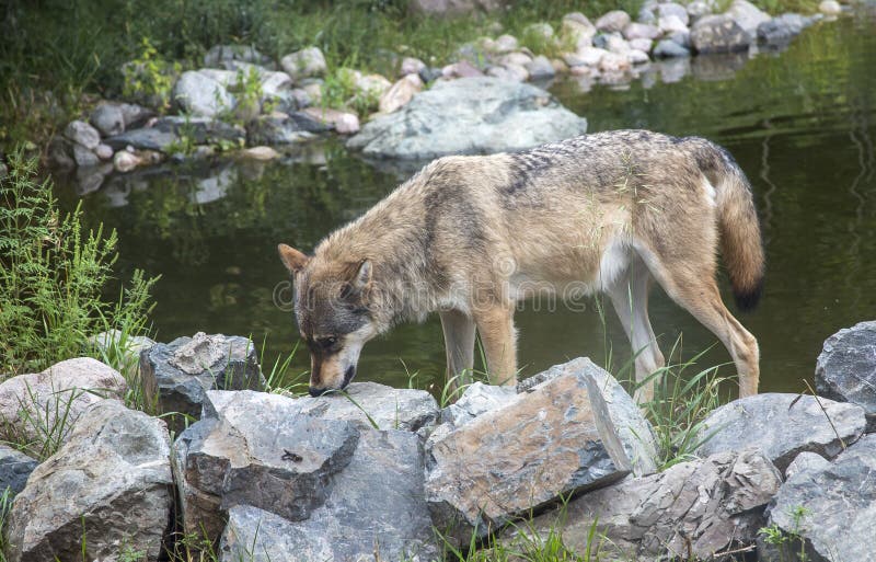 Wolf eating stock image. Image of teeth, close, open - 13065435