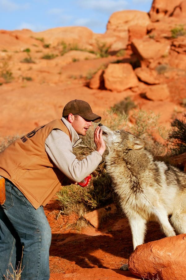 Gray Wolf with an Animal Trainer Editorial Stock Image - Image of ...