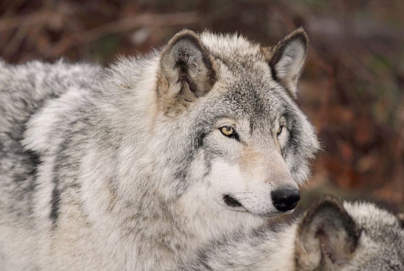 Gray wolf in autumn stock photo. Image of wildlife, mammal - 28045336