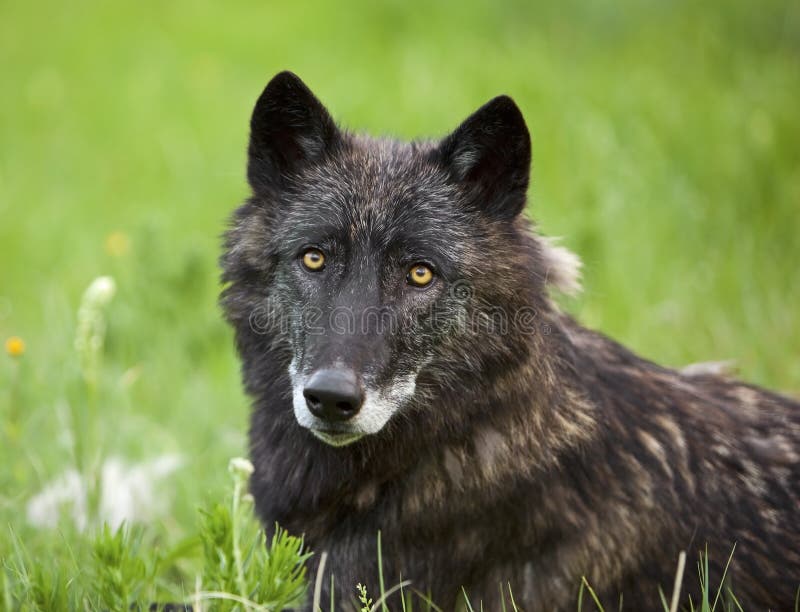 Gray Timber Wolf Canis Lupus Dog Wildlife Eyes Stock Photo - Image of ...