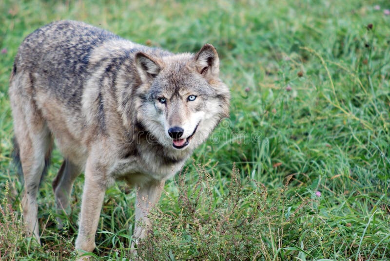 Gray Wolf (Canis lupus) stock image. Image of lupus, canislupus - 3341809