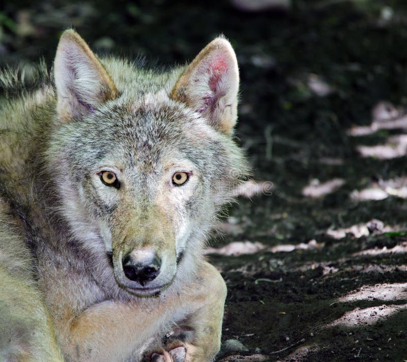 7,450 Adult Wolf Photos - Free & Royalty-Free Stock Photos from Dreamstime