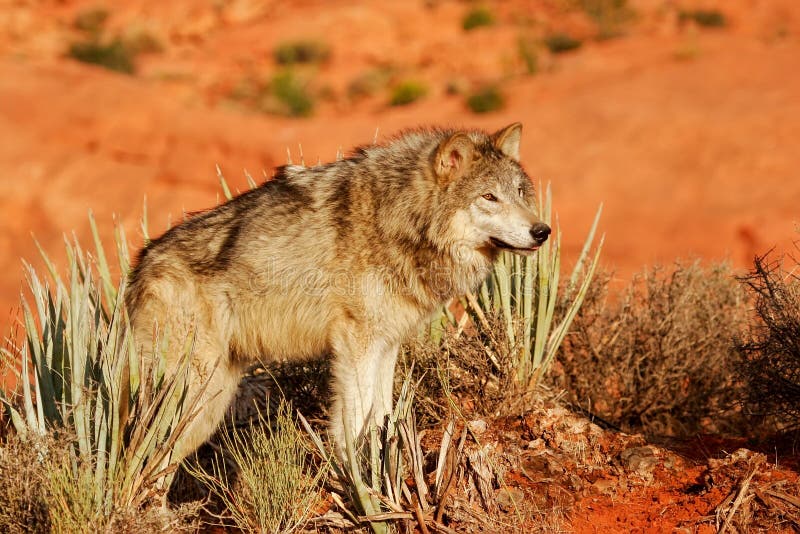 Gray or Timber Wolf Howls stock photo. Image of predator - 19601190