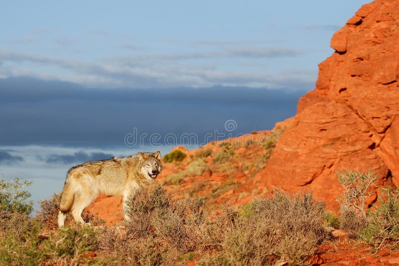 Gray wolf (Canis lupus) stock photo. Image of grass, north - 65696398