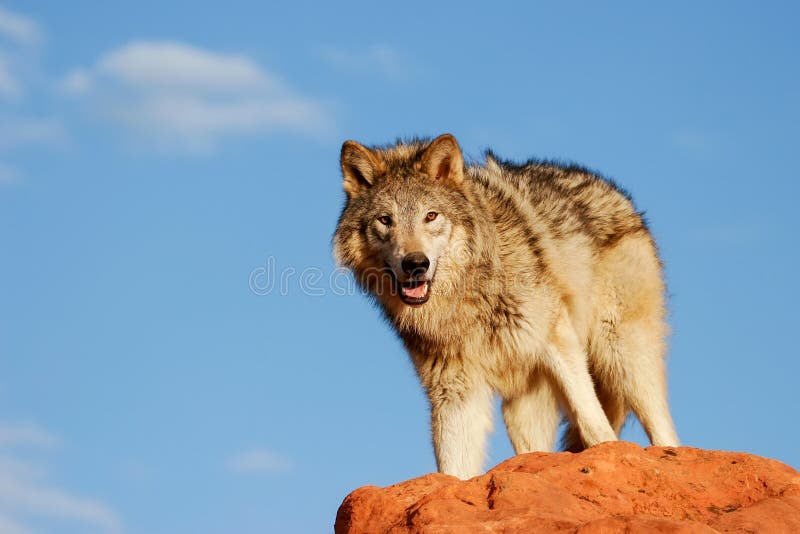 Gray wolf (Canis lupus) stock image. Image of predator - 66853781