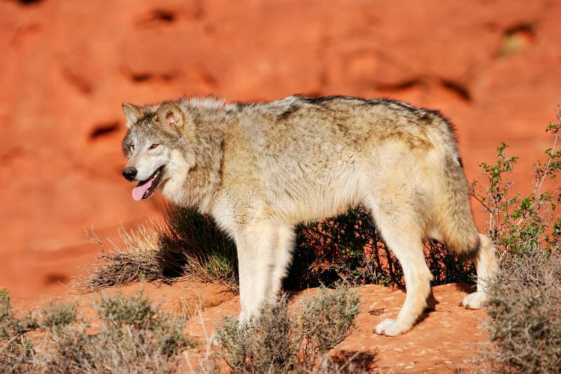Gray wolf (Canis lupus) stock photo. Image of grass, canin - 66853826