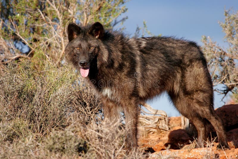 Gray wolf (Canis lupus) stock photo. Image of nature - 66853886