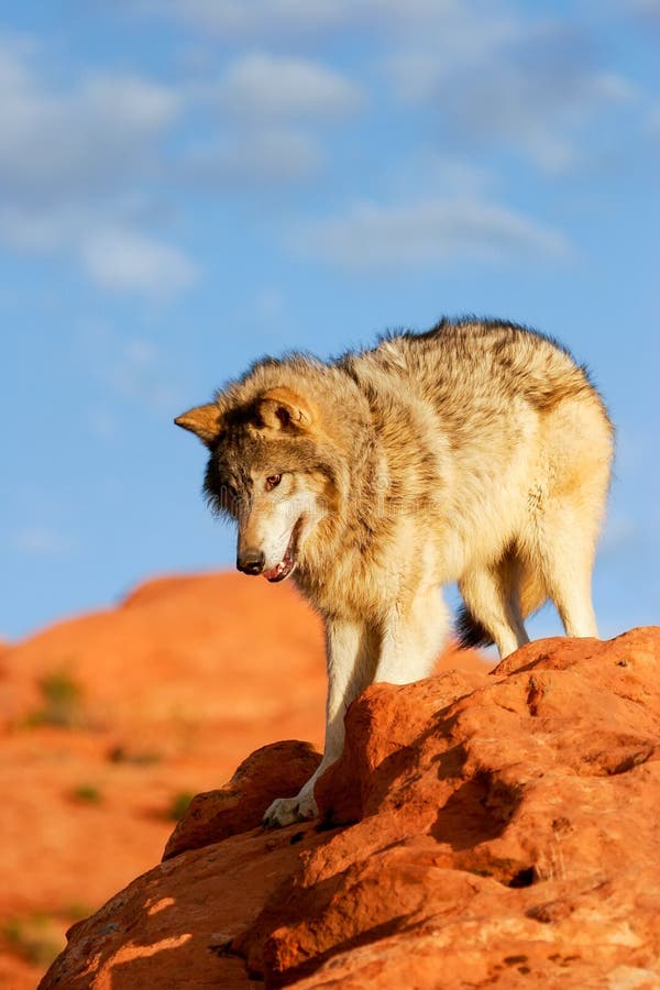 1,149 Desert Wolf Stock Photos - Free & Royalty-Free Stock Photos from ...