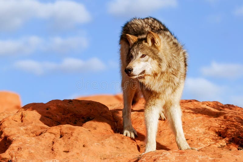 Gray wolf (Canis lupus) stock photo. Image of arizona - 73737764