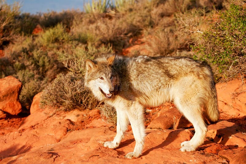 Gray wolf (Canis lupus) stock photo. Image of wolves - 73738134