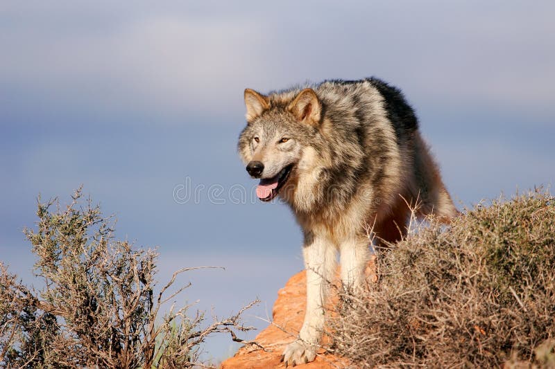 Gray wolf (Canis lupus) stock image. Image of desert - 73738259