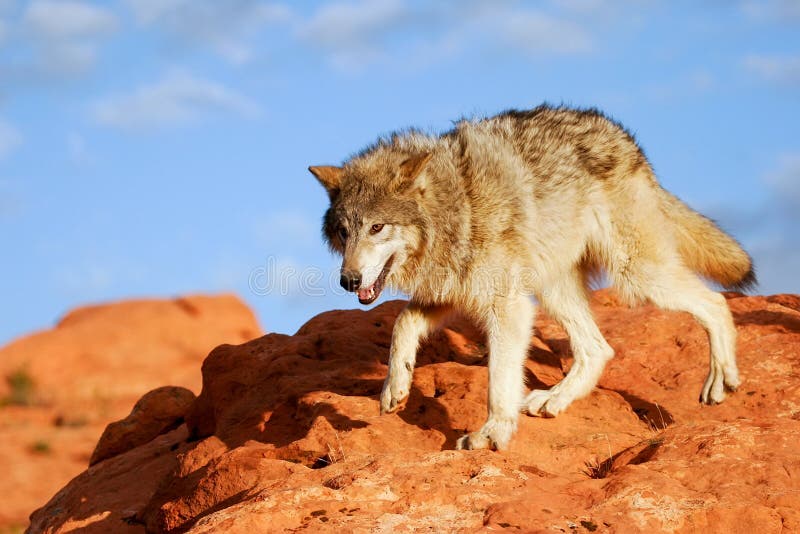 Gray wolf (Canis lupus) stock photo. Image of wildlife - 75589446