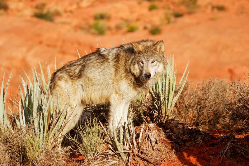 Gray wolf (Canis lupus) stock photo. Image of western - 76765886