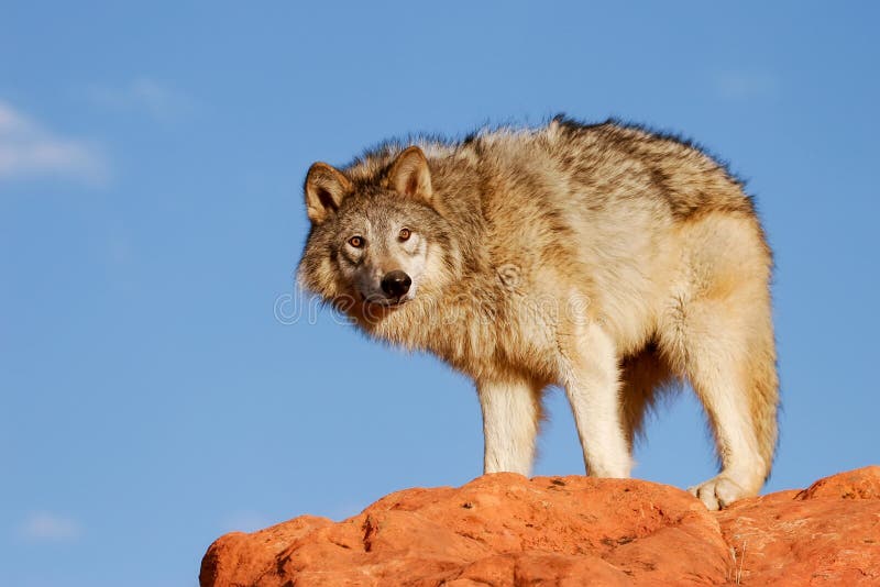 1,311 Desert Wolf Stock Photos - Free & Royalty-Free Stock Photos from ...